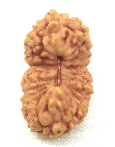 21 Mukhi Rudraksha / Collector Twenty One Face Rudraksh - Java - Lab ...
