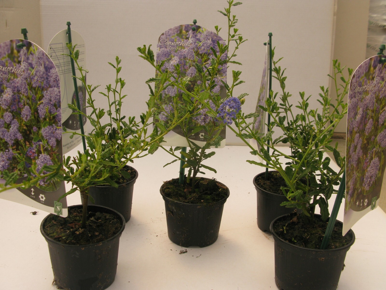 5 X CEANOTHUS 'CONCHA' EVERGREEN SHRUB HARDY GARDEN PLANT IN 9cm POT ...