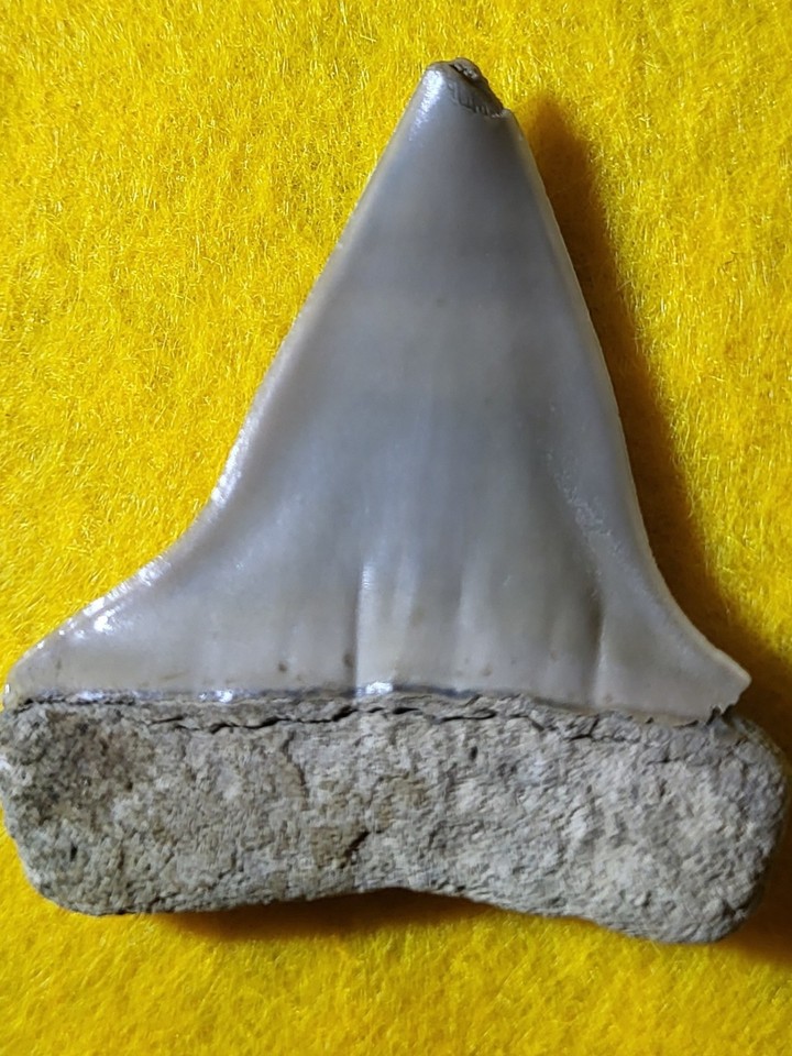 1.5" Fossil Shark Tooth Carcharodon hastalis Bone Valley Formation ...