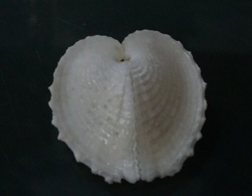 Corculum Cardissa 47.4 mm F+++/GEM gorgeous ANGELIC WHITE heart beauty ...