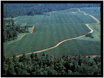 Vintage Postcard - Aerial View of Nerada Tea Plantations, Innisfail ...