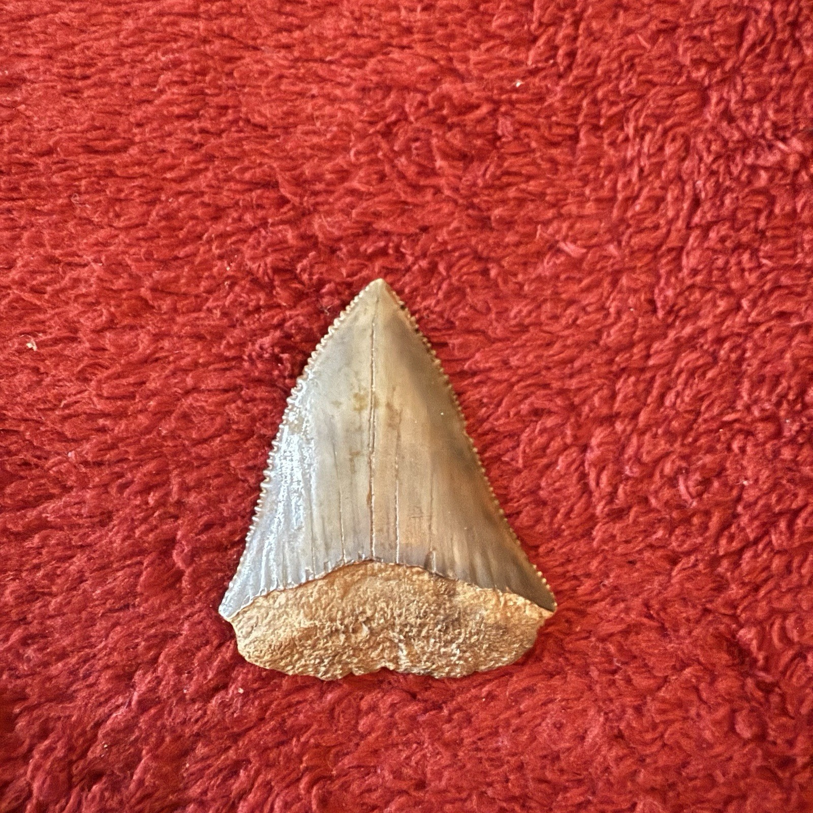 Fossil Great White Shark Tooth 1 3/4 “ Great Color And Serrations North ...