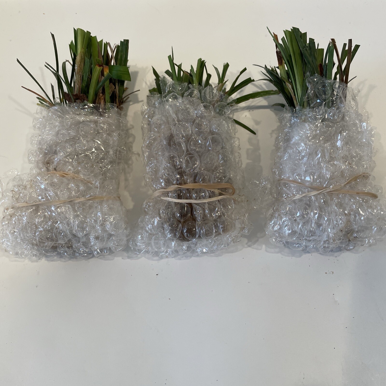 25 Liriope Plant Rooted Starter Plugs / "Monkey Grass" Lilyturf | eBay