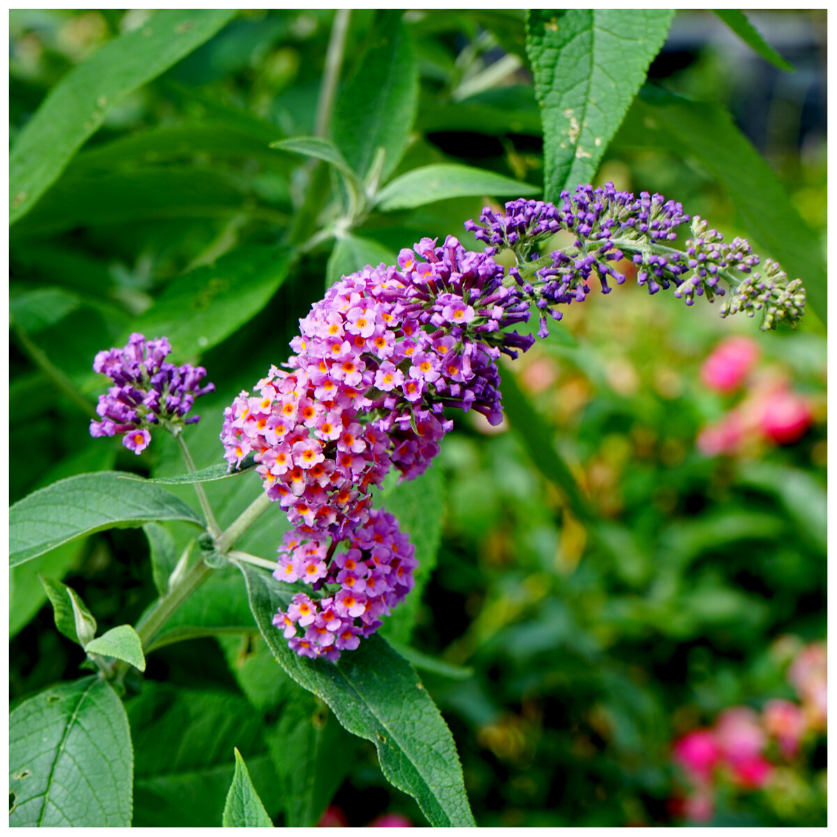 1 Buddleia 'Flower Power' in 2L Pot, Buddleja Butterfly Bush | eBay UK