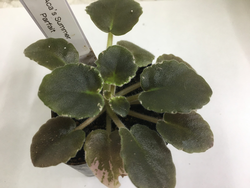 Aca's Summer Parfait African Violet Starter Plant | eBay