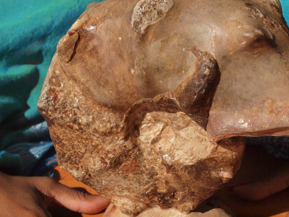 Huge Ammonite Fossil Sea Shell Morocco Cambrian Period 485 Million ...