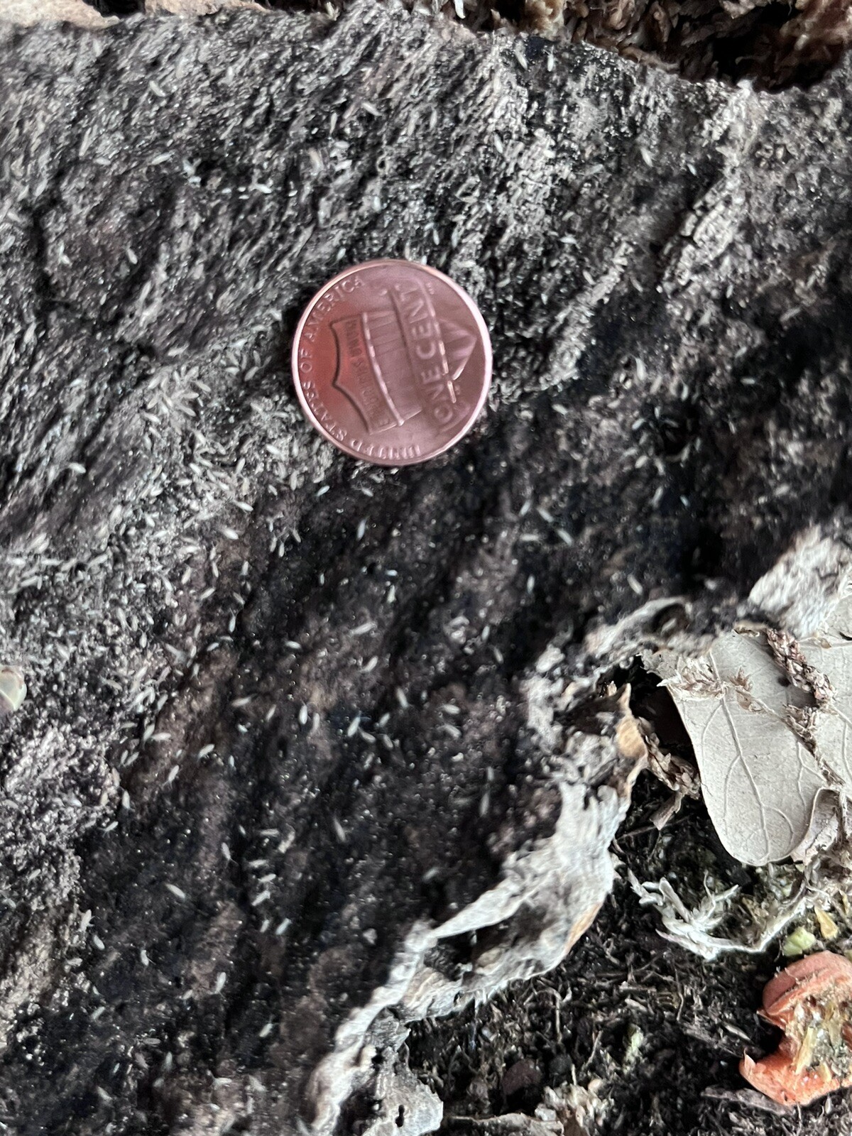 Crested Gecko Bioactive Cleanup Crew! Over 100+ Isopods & Springtails ...