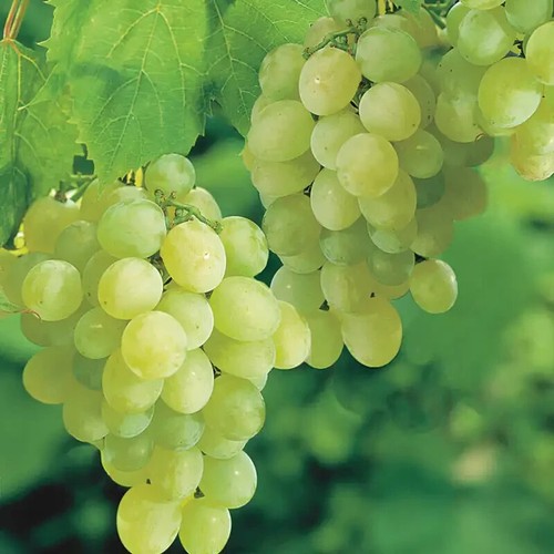 100++ Table Grape Seedss (Vitis vinifera) var. Thompson Grape | eBay