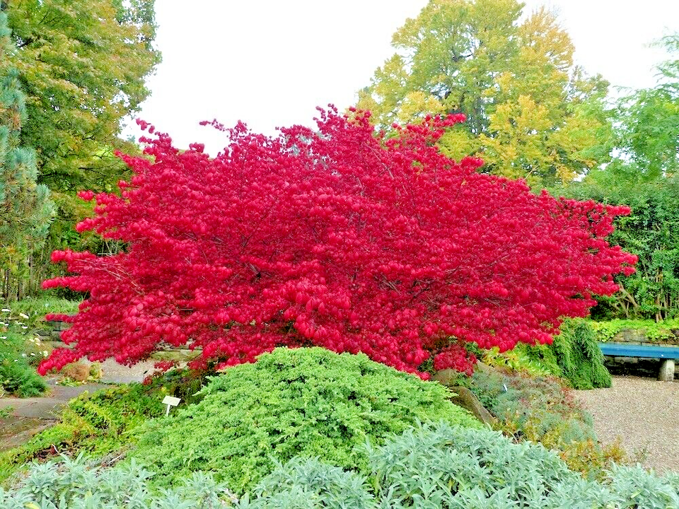 Euonymus Alatus Compactus Red XXL Large 3Ltr Pot - Hardy Deciduous ...