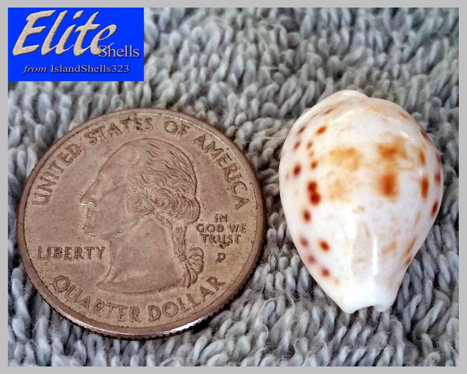 Cypraea Rashleighana #1 22.3mm ULTRA-RARE! LIVE COLLECTED from Hawaii ...