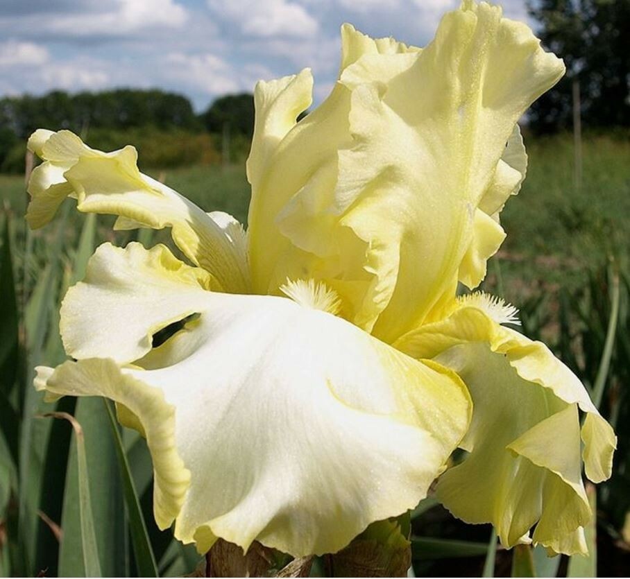 BRIGHT YELLOW BEARDED IRIS (5) Live Plant Bulbs / Rhizomes TALL & BIG ...