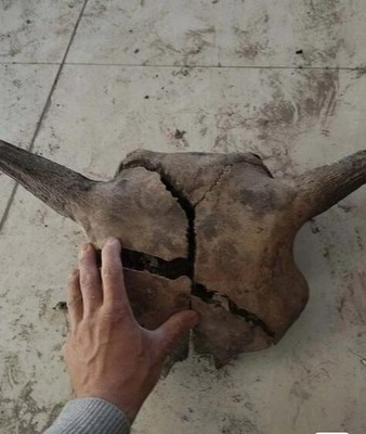 Exquisite Bone Fossils from the Ice Age - Ancient Fossil Specimens | eBay