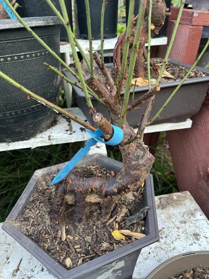 Big Trunk Japanese Plum bossom Bonsai Tree Meiyuanmo Bonsai 梅园墨梅花大老桩盆景 ...