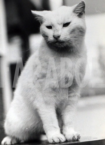 Vintage Press Photo UK, Sam The Cat TV Star, Print 21x15 Cm | eBay