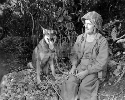 CAPTURED JAPANESE WAR DOG WITH U.S. MARINE CAPTAIN WW2 8X10 PHOTO | eBay