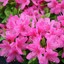1 X AZALEA 'GEISHA PINK' JAPANESE EVERGREEN SHRUB HARDY PLANT IN POT | eBay