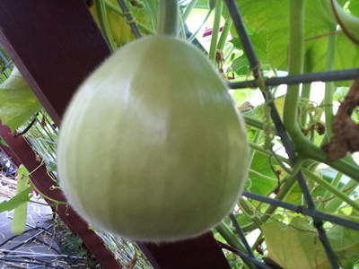RARE Light Green Asian Round Bottle Gourd, Calabash, Lauki - 5 Seeds ...
