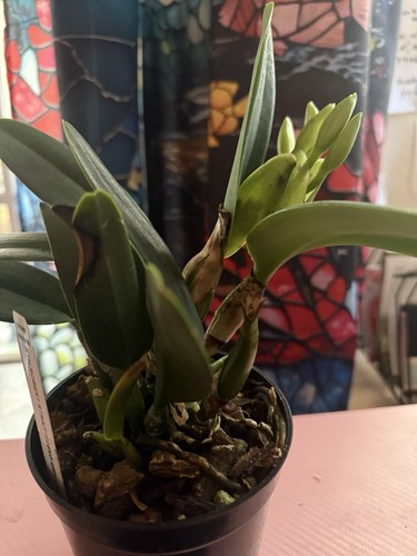 ORCHID Plant Rth Mem Robert Strait Tzeng Wen Lace 4 buds 1 sheath. Bare ...