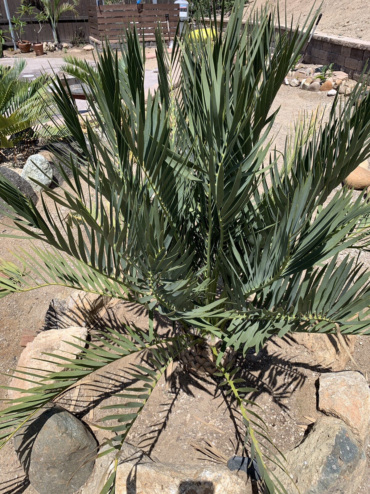 Encephalartos Middelburgensis MIDDELBURG CYCAD Very Rare Ice Blue ...