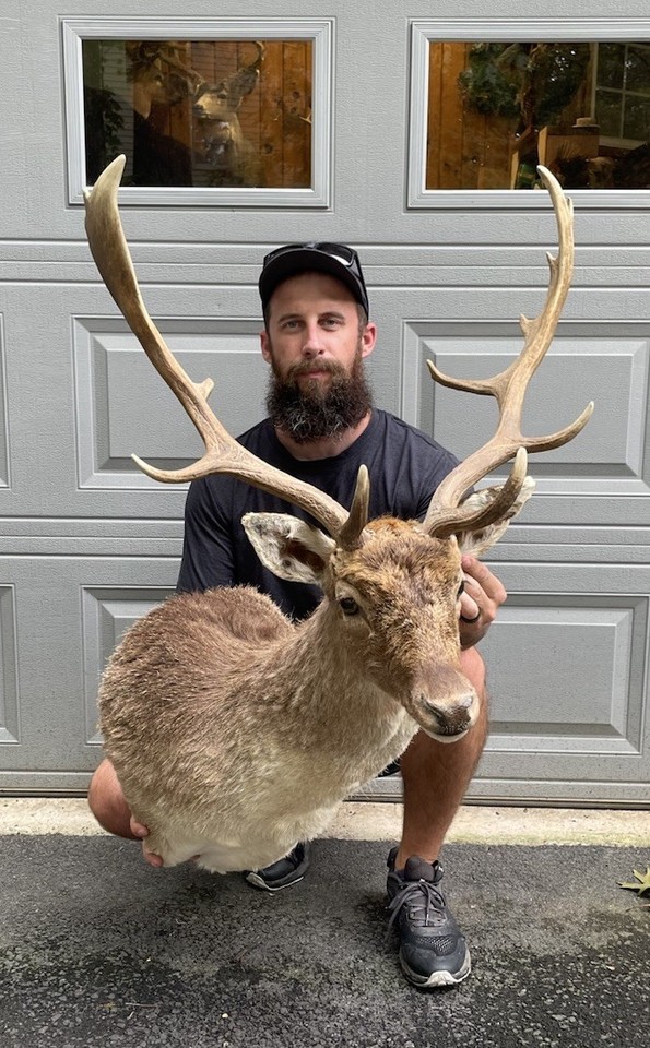 Dark Vintage Fallow Deer Shoulder Mount Antler Horn Deer Taxidermy ...