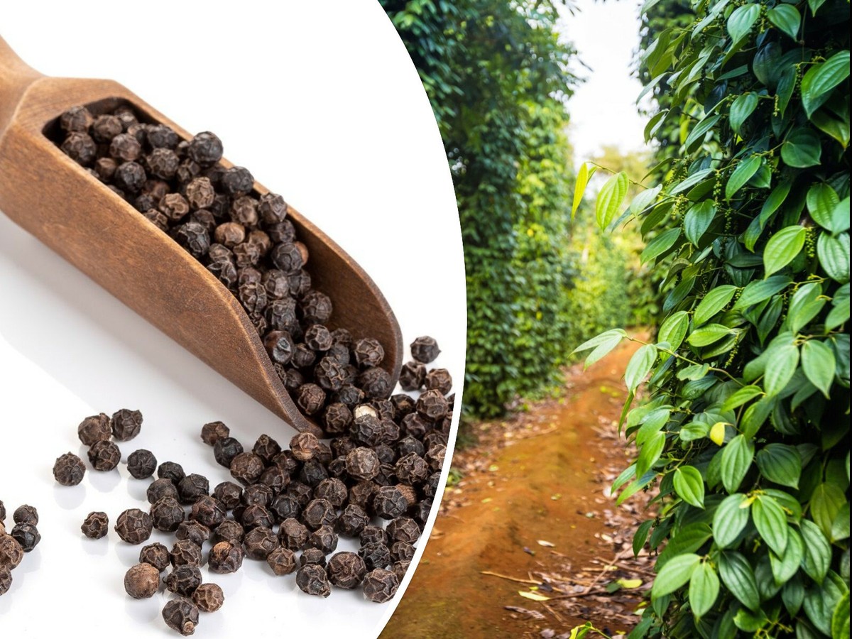 Black Pepper Seeds For Planting How To Grow Pepper Plants | Park Seed