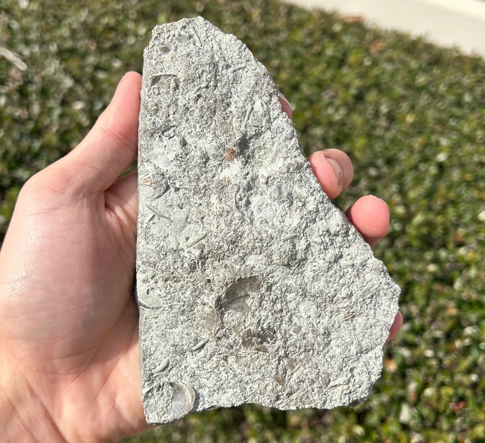 BIG Fossil Brachiopods & Other Fossils Multi Plate 5.35” Indiana ...