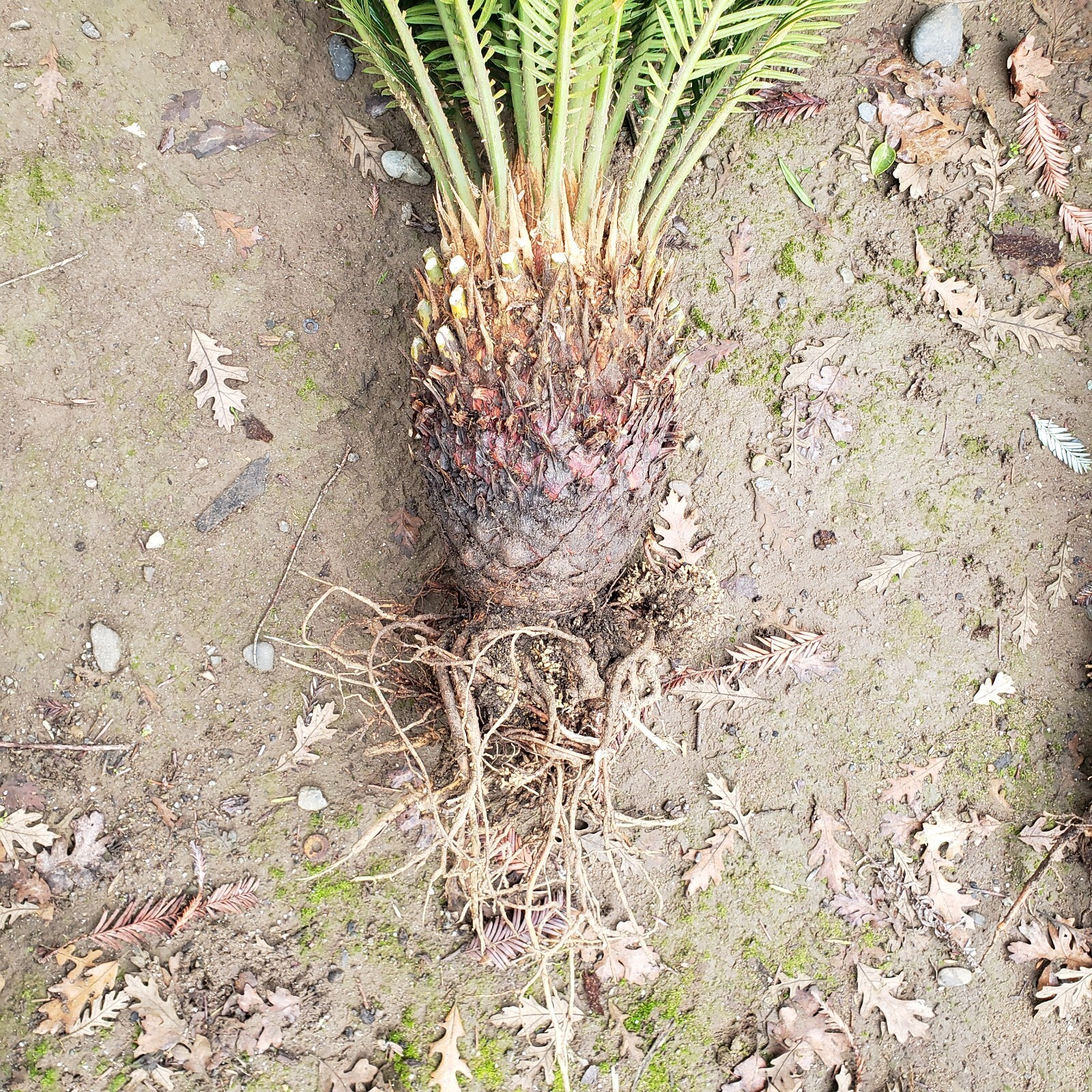 King Sago Palm Live Bare Root Plant Cycad Revoluta Large 8-10" Trunk No ...