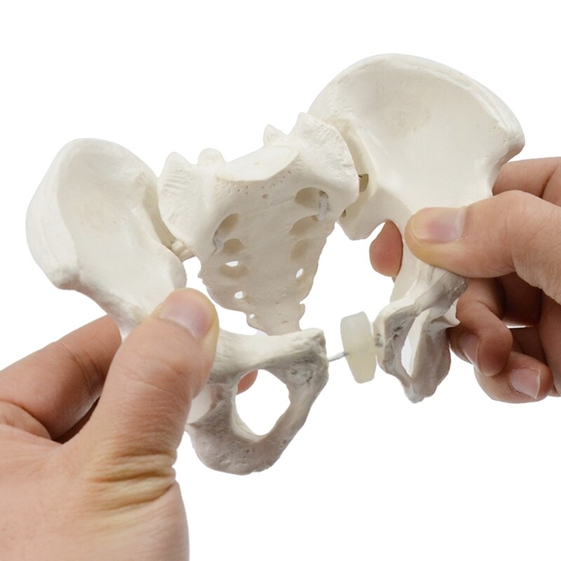 Mini Size Female Pelvis Model, Anatomy Model, Hip Bone Pelvic ...
