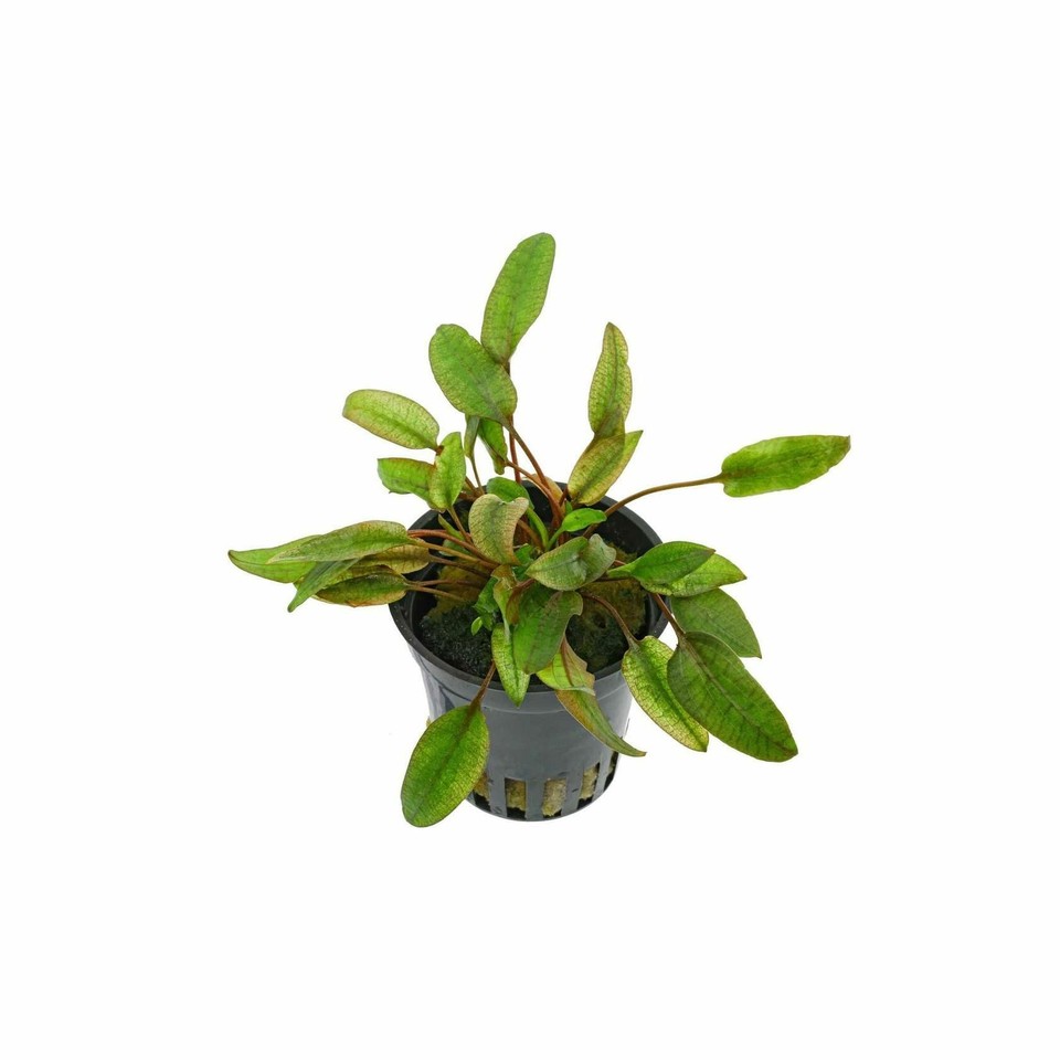 Cryptocoryne Crypt Flamingo Live Aquarium Plant Pink Easy – Buy 2 Get 1 ...