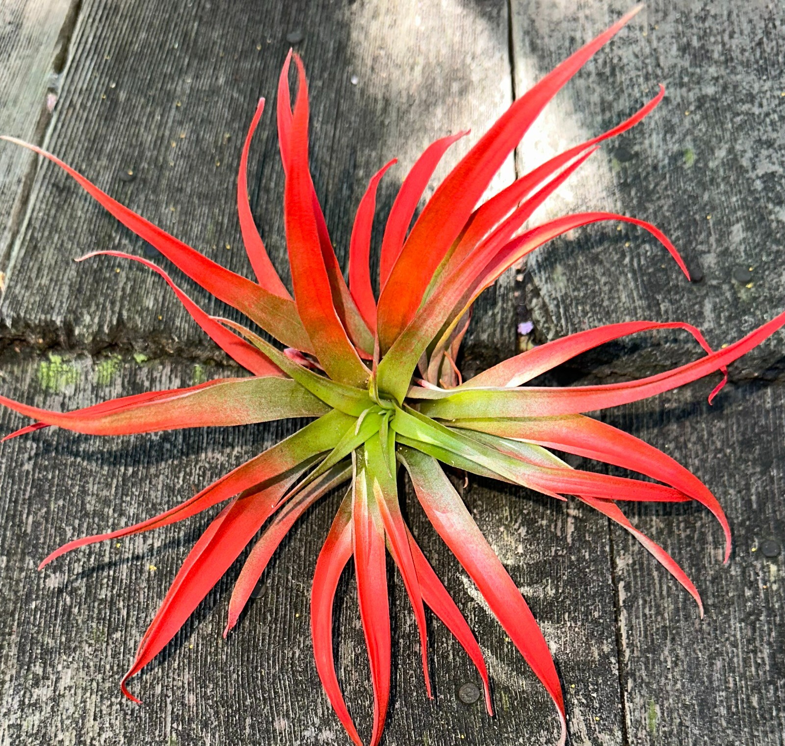 Red Tillandsia Capitata 6" Enhanced Colored Air Plant Free Shipping | eBay