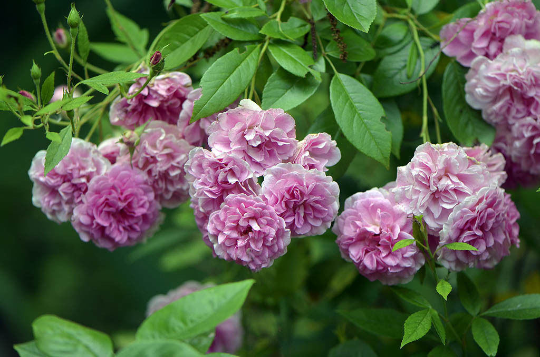 LIVE PLANT HEIRLOOM 7 SEVEN SISTERS PINK ROSE BUSH CLIMBING RUNNING ...