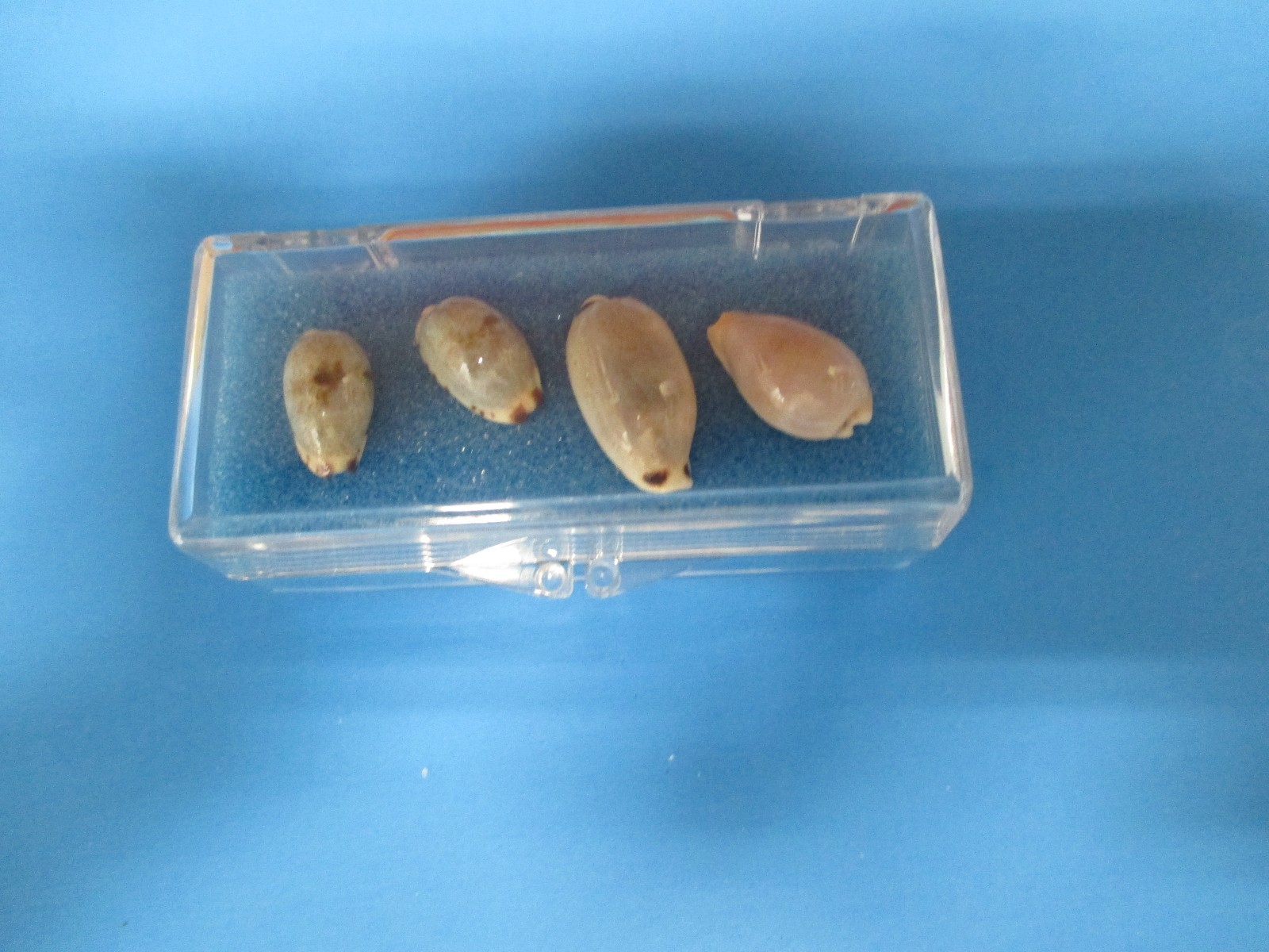 Cypraeidae Cypraea Gracilis 18mm Panglad and Bohol Philippines 039S1 | eBay