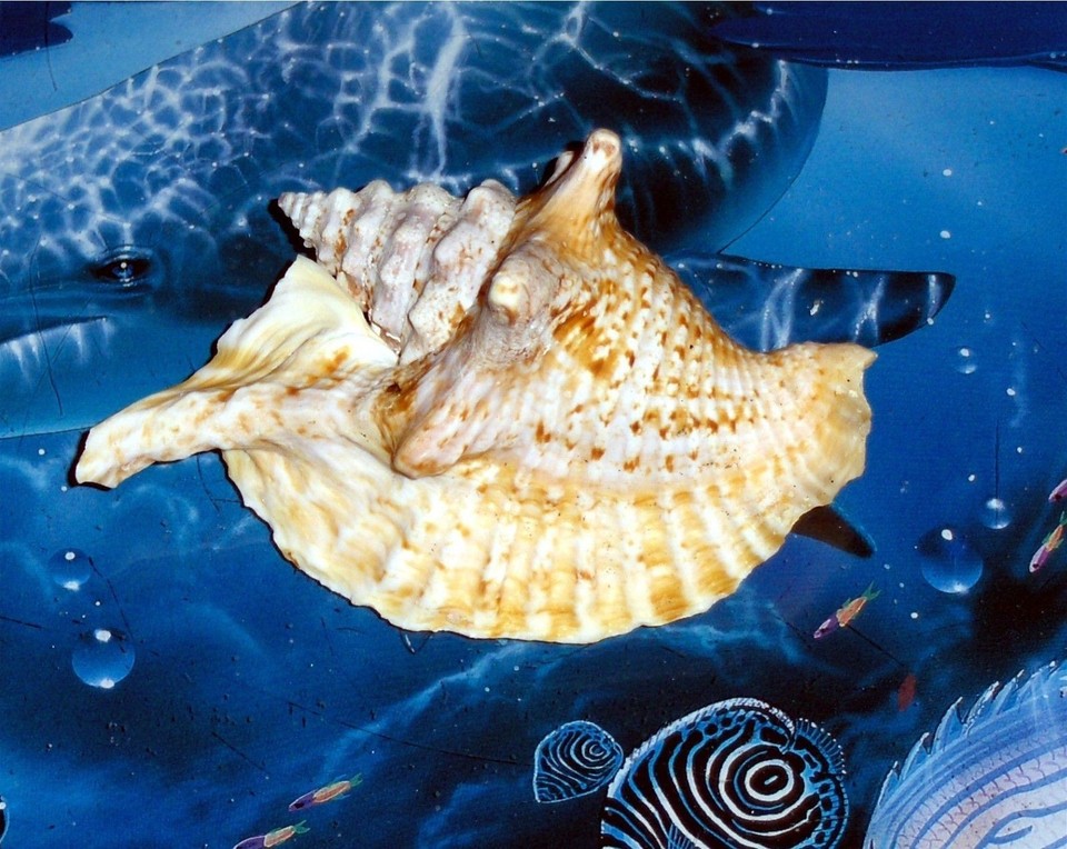 4" to 5-1/2" ROOSTER CONCH, STROMBUS GALLUS SEA SHELL, BEACH DECOR ...