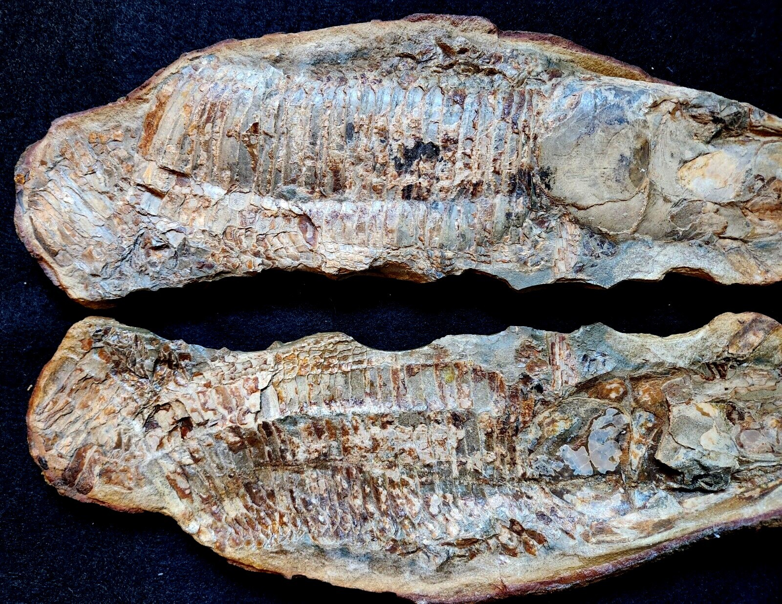 Aspidorhynchus prehistoric Bowfin fish two sided fossil. 14.5-inches ...