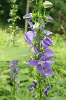 500+Tall Bellflower Seeds Campanula americana Native American ...