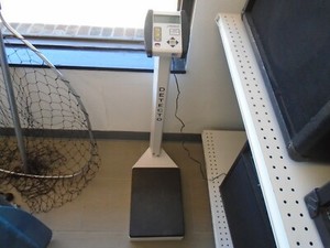 Detecto Cardinal 750 digital scale, 500 LB Capacity | eBay