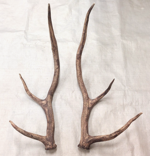 2 real elk antlers crafts antler carving boho crafters handles USA ...
