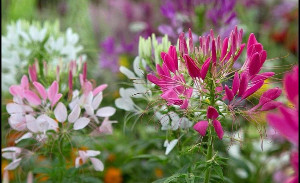 200+ SEEDS CLEOME Hassleriana MIXED COLORS Spider Plant FALL PLANTING ...