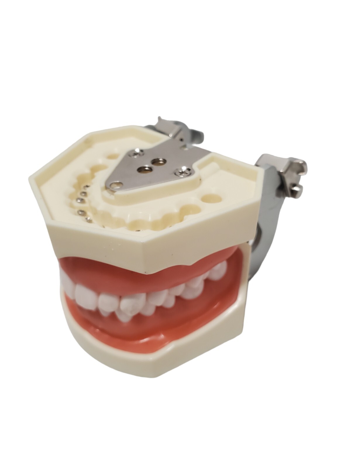 Dental Typodont Model with Removable Teeth M8012 DP 32 demonstration ...