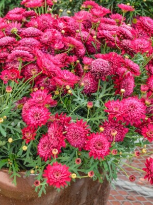 200+ Crested Merlot Red Marguerite Daisy Seeds for Garden - USA - FREE ...