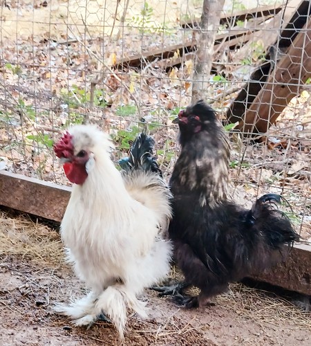 10 Fertile Silkie hybrid Chicken Eggs For Hatching | eBay
