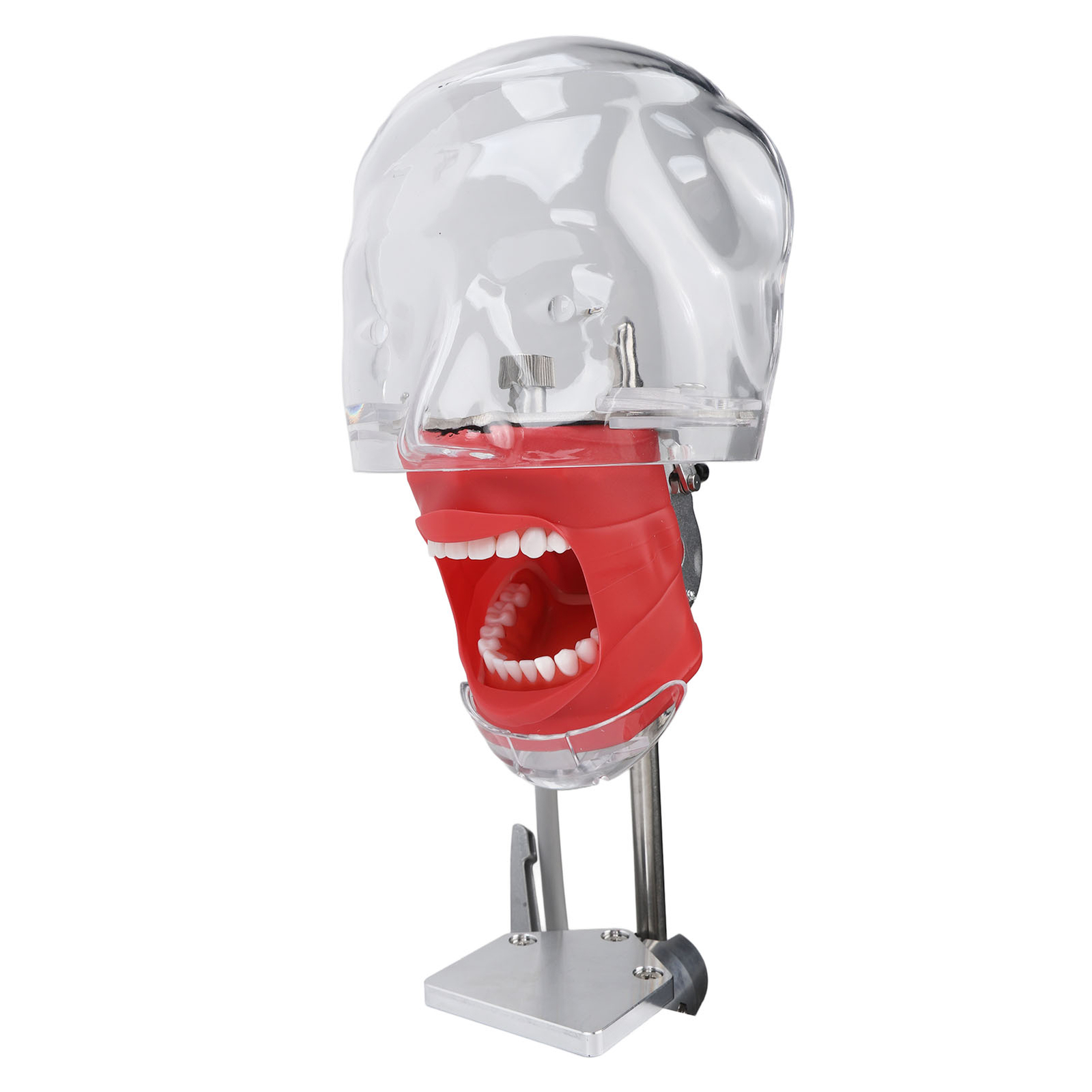 Dental Simulator Mannequin Head Manikin Simulator Head Training Phantom ...