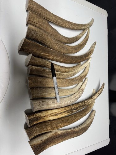 Elk Antler Tines G1 And G2, Solid Antlers, Perfect For Knife Handles ...