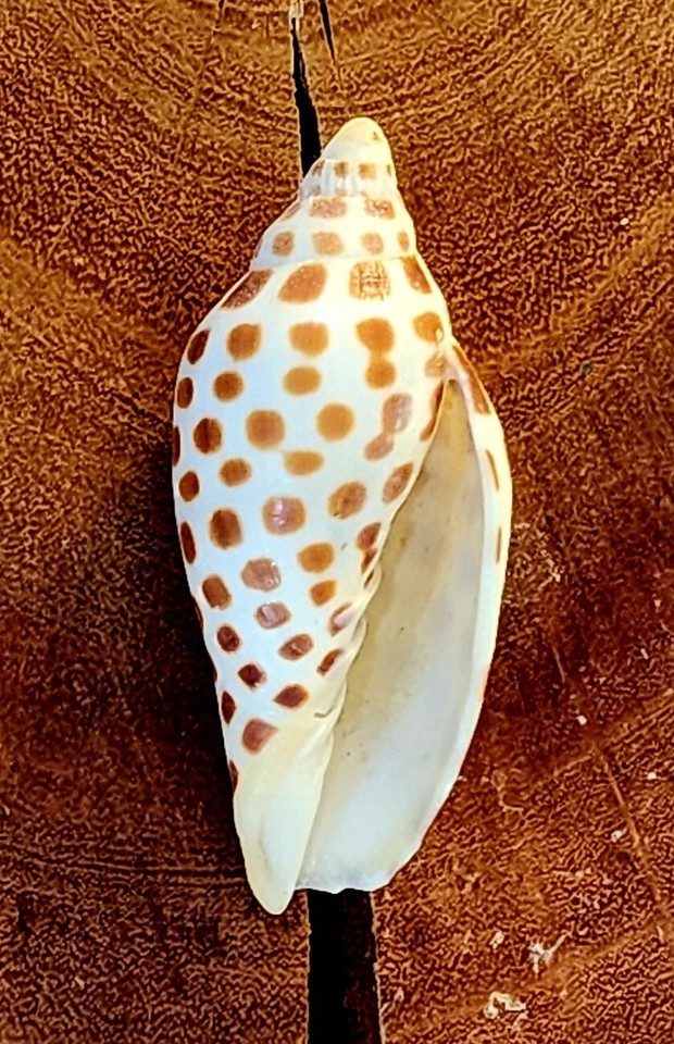 TWO RARE Scaphella JUNONIA Juno Volute shells, each 3.25"/8.26mm from ...