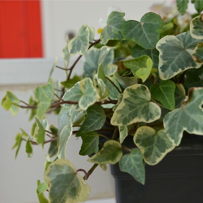 Garden Shrub - Houseplant - Hedera Helix - Ivy - Variegated - 1 Litre ...