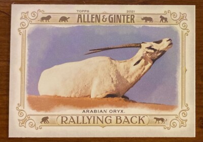 2021 Topps Allen Ginter Rallying Back Insert ARABIAN ORYX #RB-4 | eBay