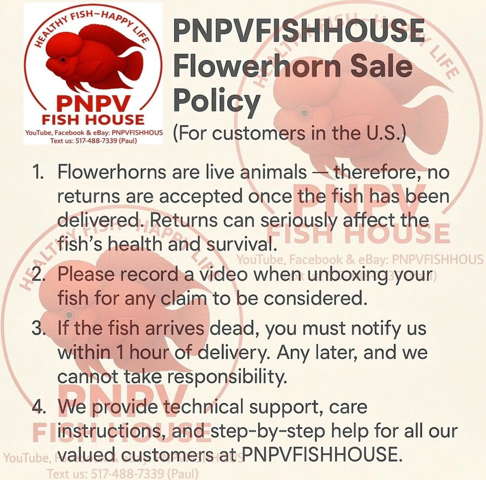 PNPV_US01 Full Red Kamfa Big Size F2 High Quality Male Flowerhorn ...