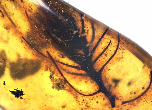 Rare Botanical Flower, Fossil inclusion in Burmese Amber | eBay