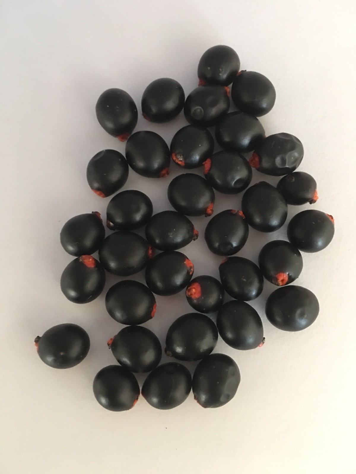 PALM BAMBOO 50 SEEDS CHAMAEDOREA SEIFRIZII INDOOR/OUTDOOR EXOTIC PLANT ...