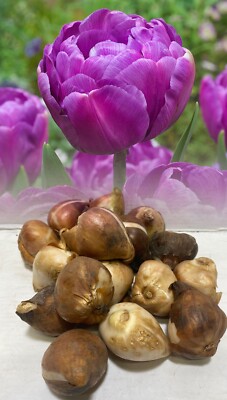 1-250 BLUE DIAMOND DOUBLE LATE (PEONY) TULIP BULBS HARDY GARDEN SPRING ...
